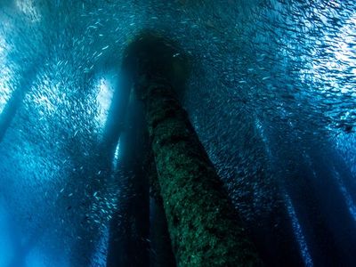 IMarEST | Rig to reef policies: from zero to fish hero?